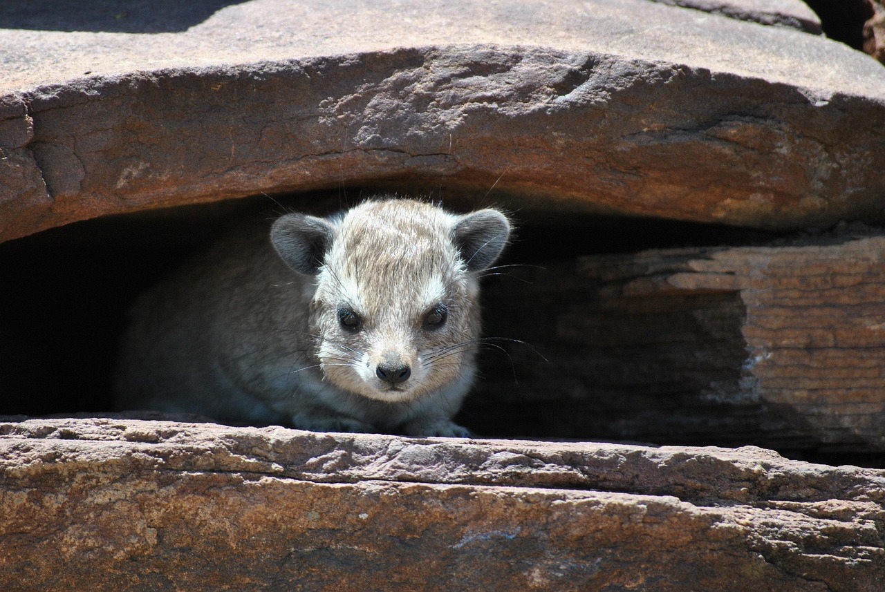 500 Immagini marmotta da scaricare gratis - Pixabay