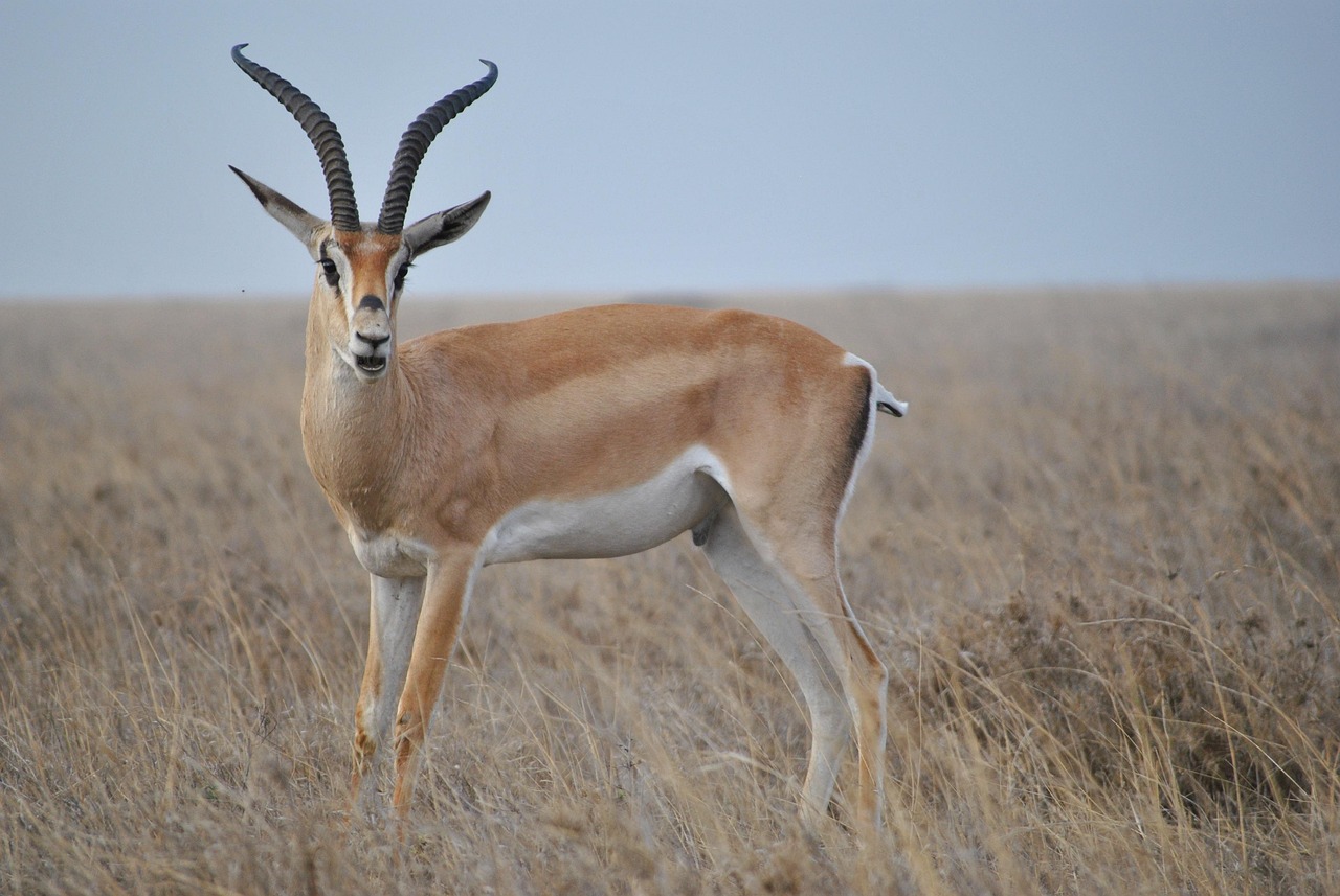 1,000+ Free Antilope & Antelope Images - Pixabay
