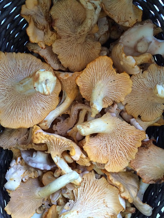 Girolles Été Récolter - Photo gratuite sur Pixabay