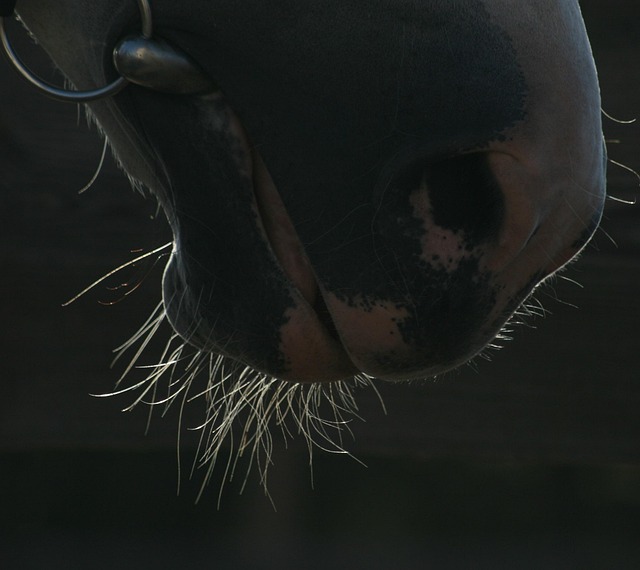 Horse Snout Head - Free photo on Pixabay - Pixabay