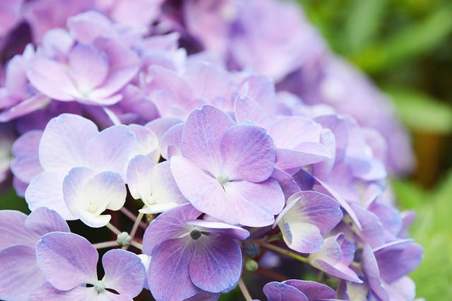 Hydrangea Ungu Segar - Foto gratis di Pixabay - Pixabay