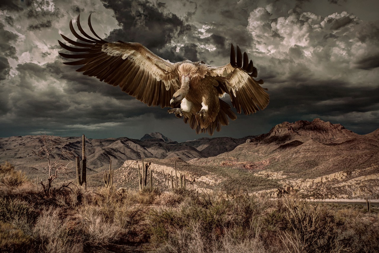Download Vulture, Bird, Fantasy. Royalty-Free Stock Illustration Image ...