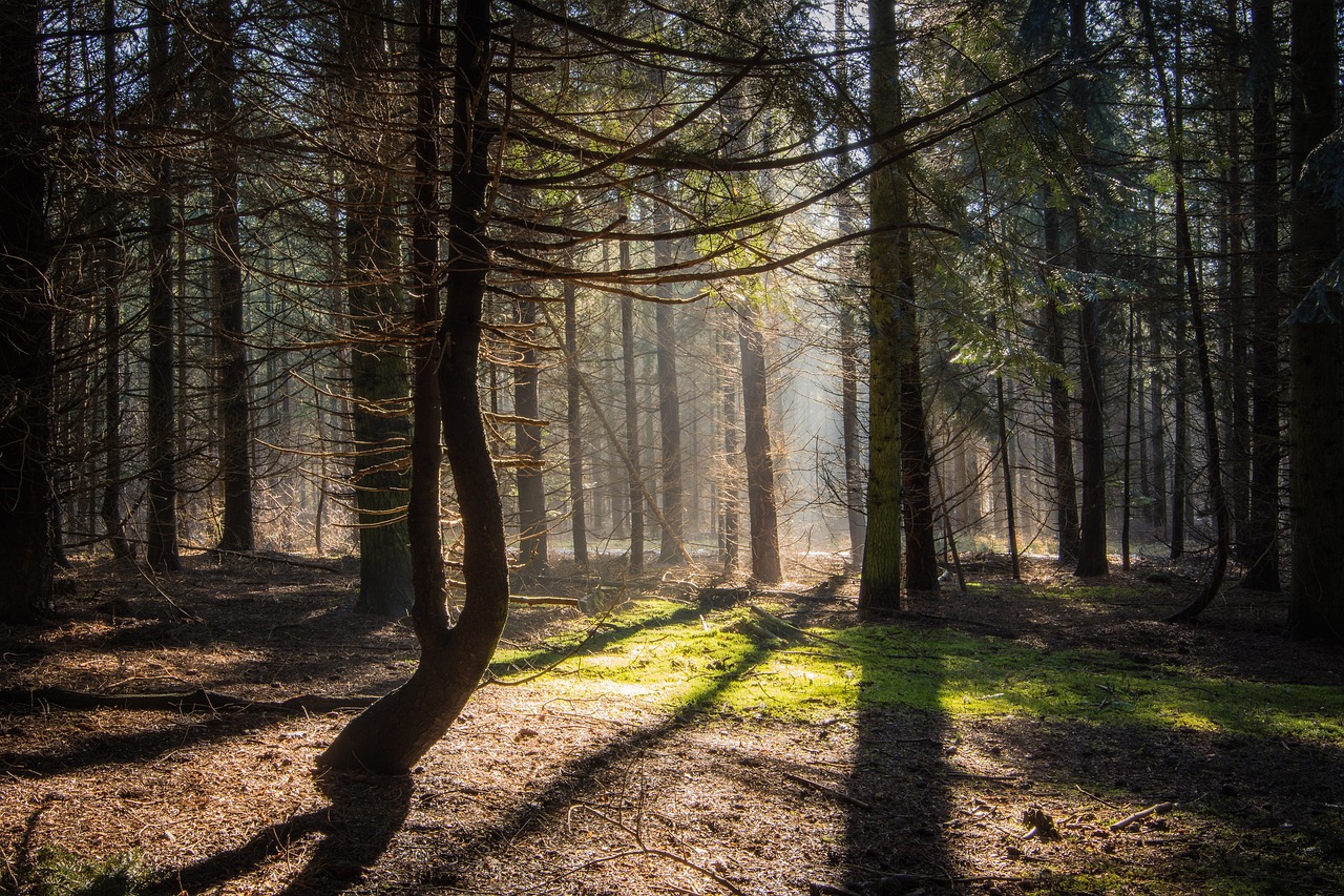 Forêt Soleil Mousse - Photo gratuite sur Pixabay - Pixabay