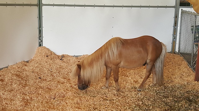 Pony Miniature - Free photo on Pixabay