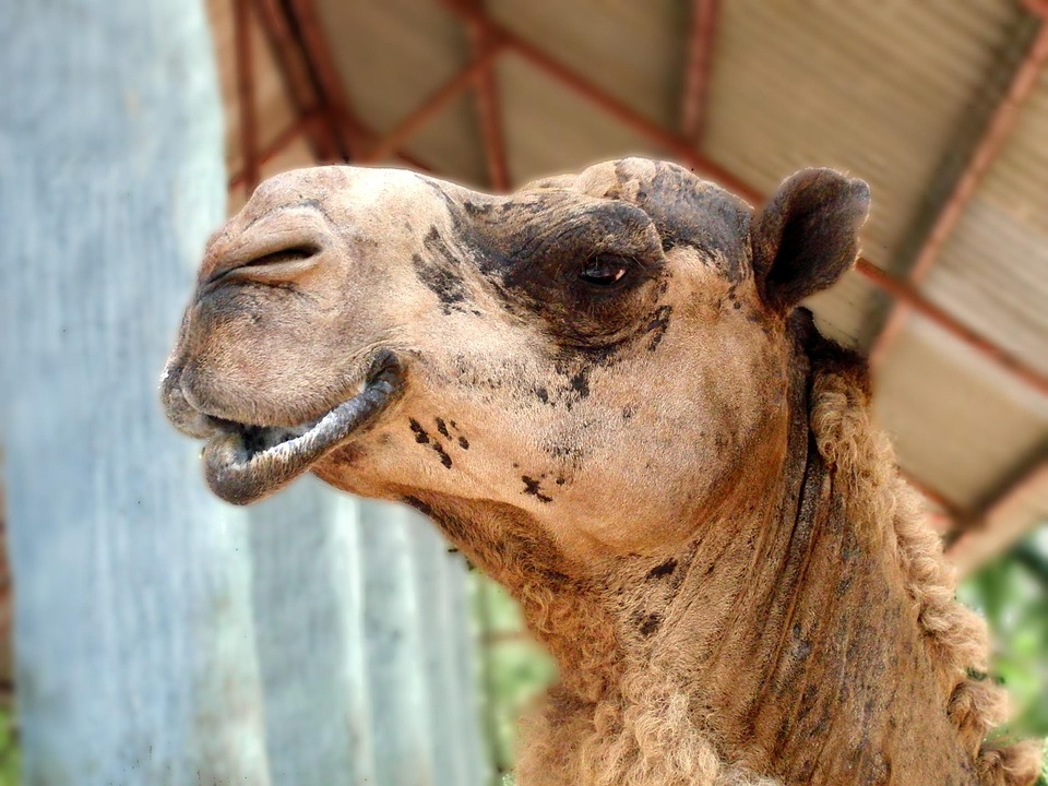 Dromader Dromedar Arab Kys - Fotografie gratuită pe Pixabay