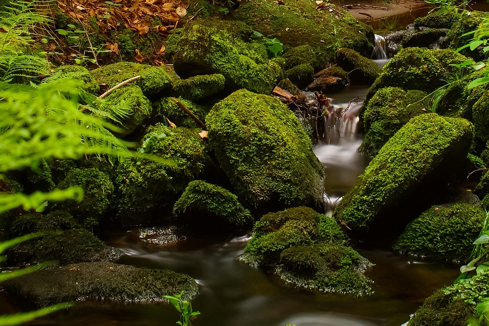 Forest Stream Trees Running - Free photo on Pixabay
