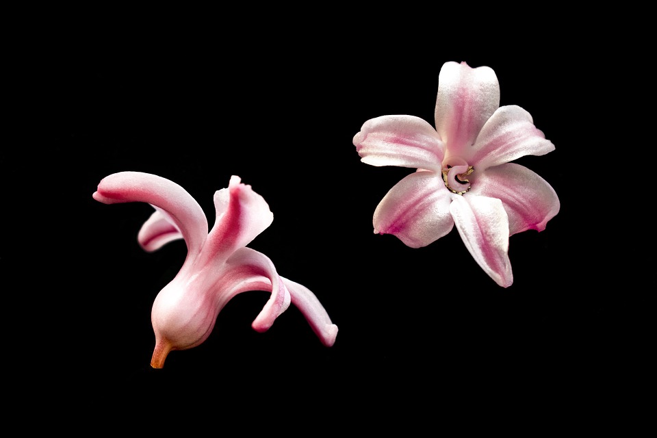 Jacinto Flowers Roses - Free photo on Pixabay - Pixabay