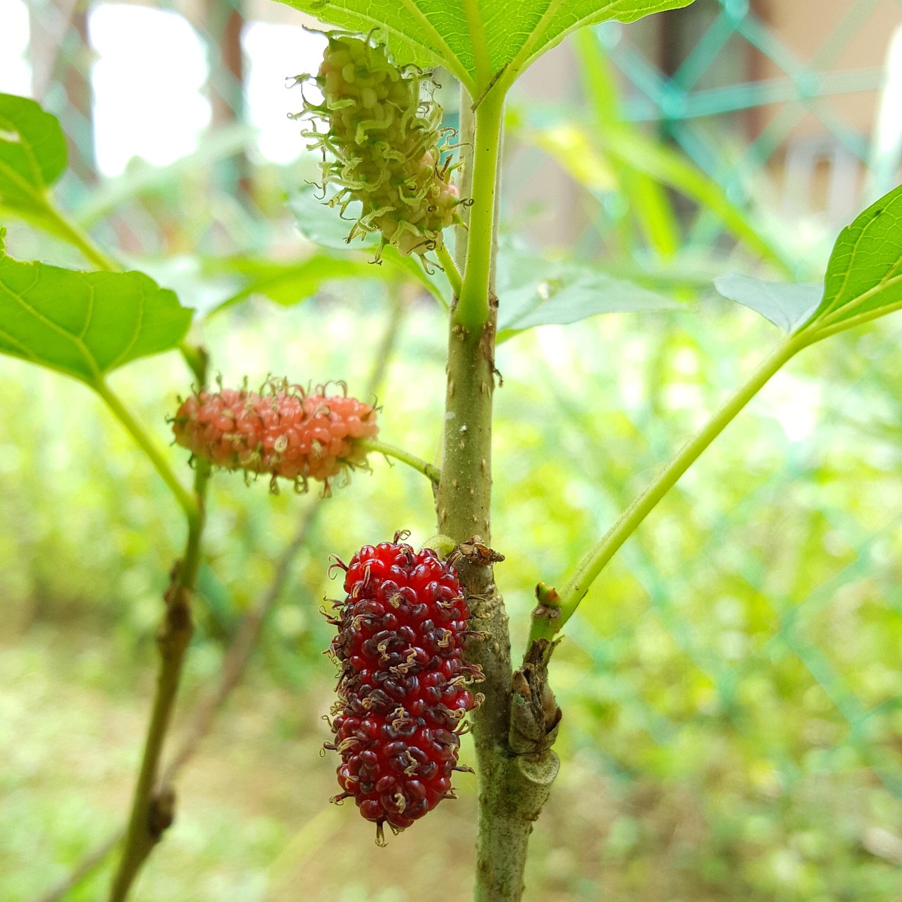 100+ Free Mulberry & Nature Images - Pixabay