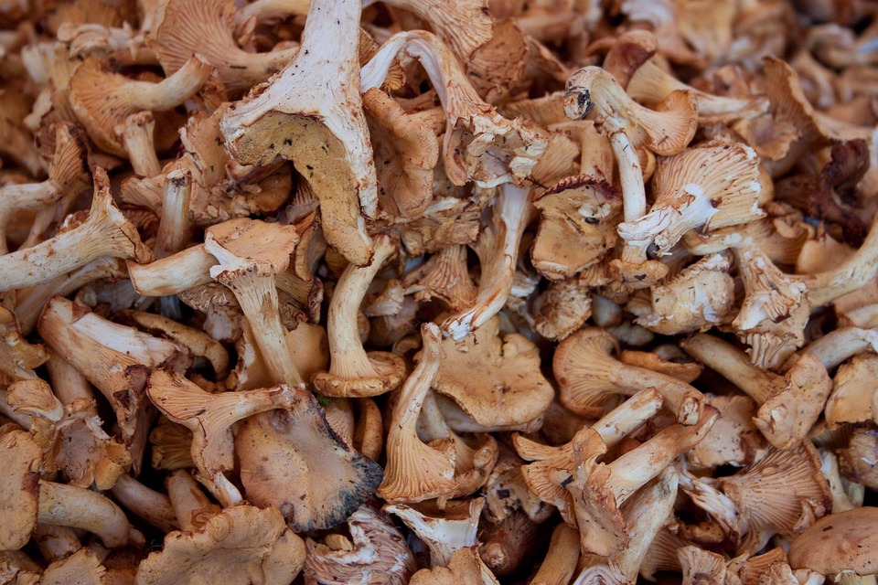 Champignons Repas Girolles - Photo gratuite sur Pixabay - Pixabay