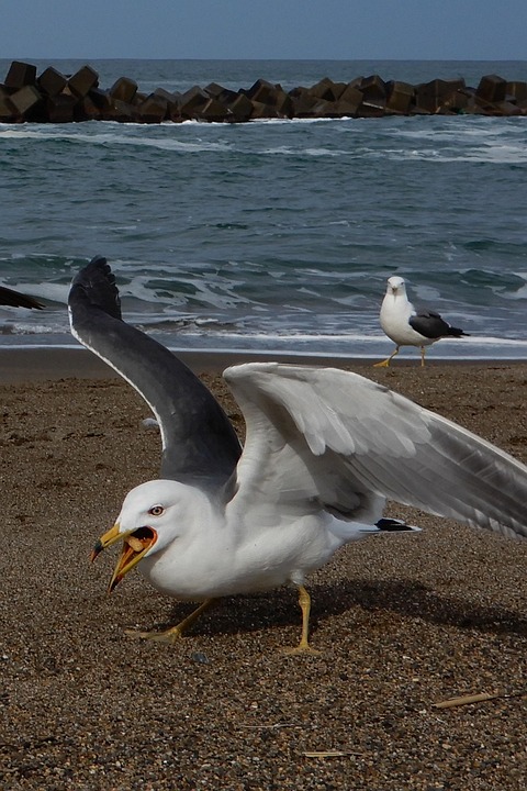 Animal Mar Playa - Foto gratis en Pixabay - Pixabay