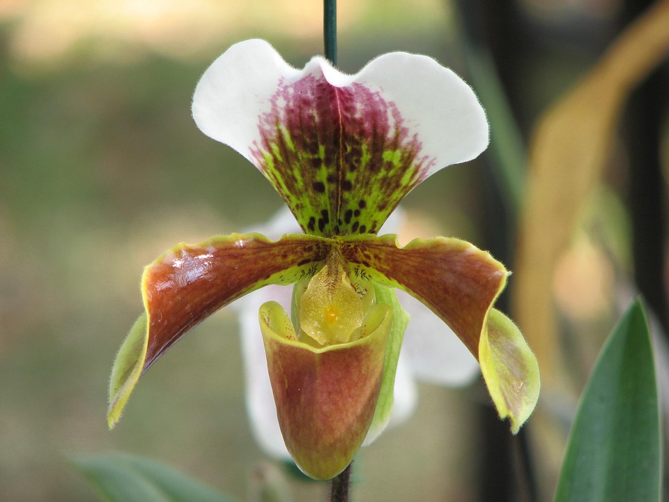 Orchidea Fiore Marrone - Foto gratis su Pixabay - Pixabay