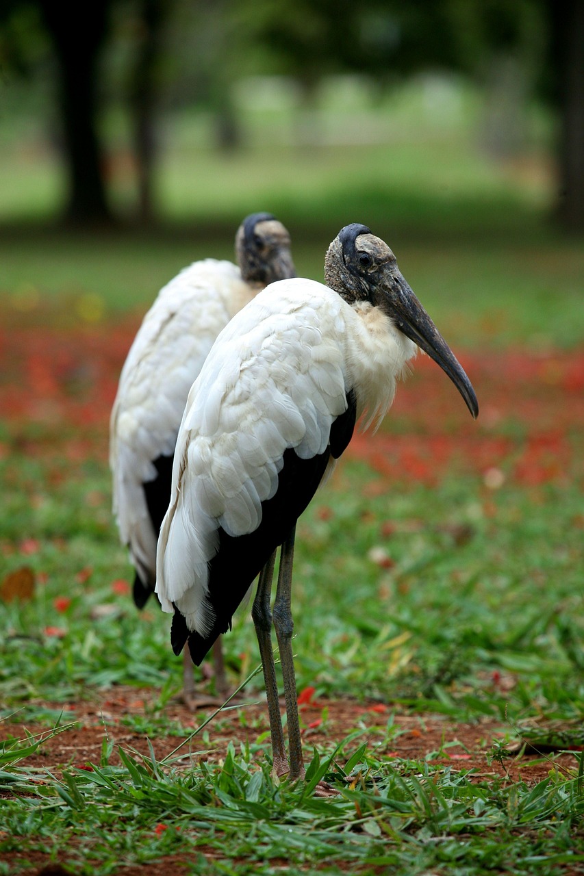 Wood Stork Bird Nature - Free photo on Pixabay - Pixabay