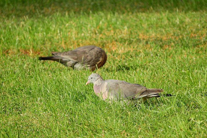 60+ Free Paloma Comun & Bird Photos - Pixabay