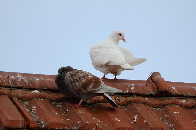 Tauben Die Zucht Von Taube - Kostenloses Foto auf Pixabay - Pixabay