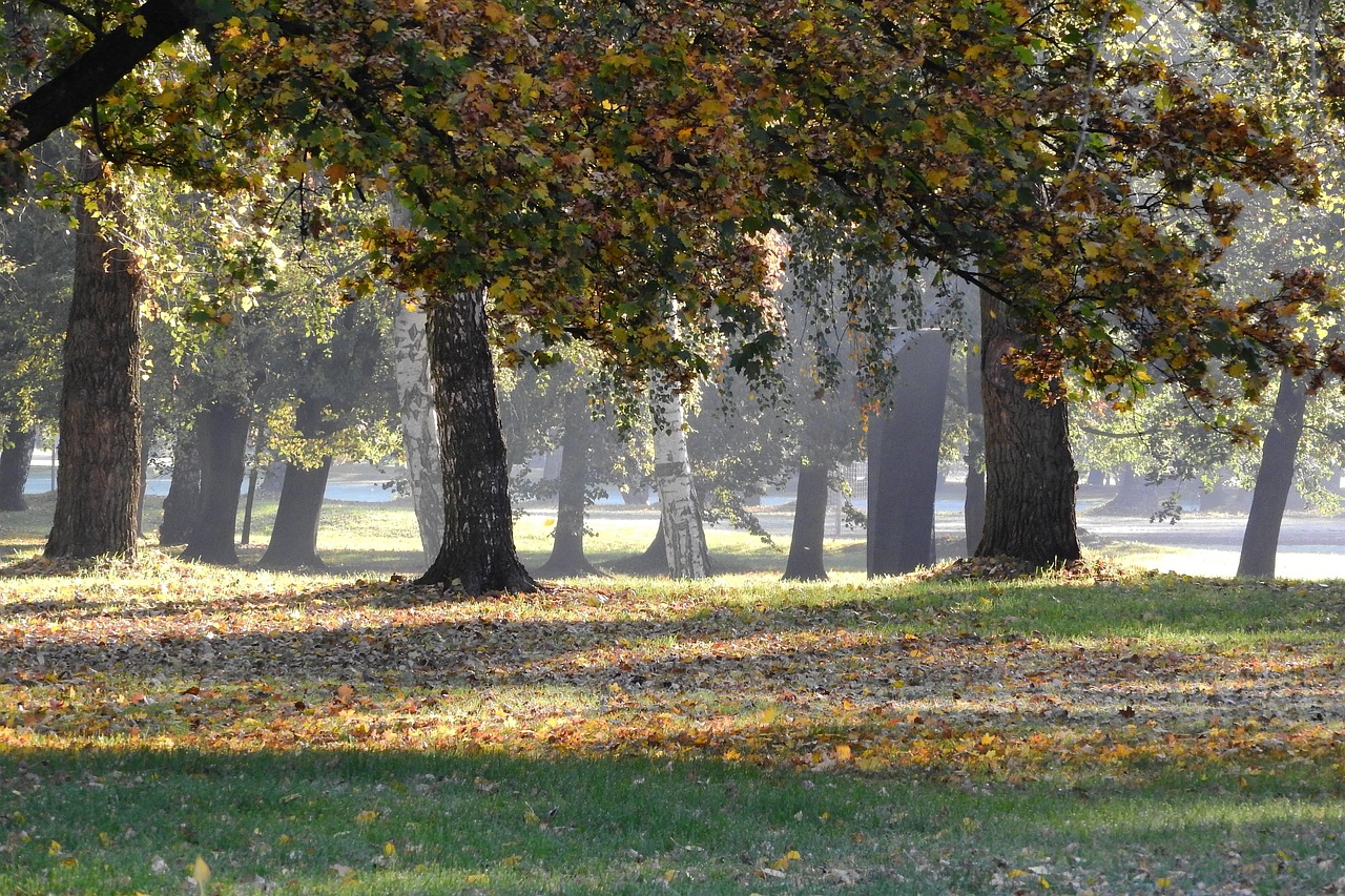 The Trees In Fall Autumn Park Free Photo On Pixabay Pixabay