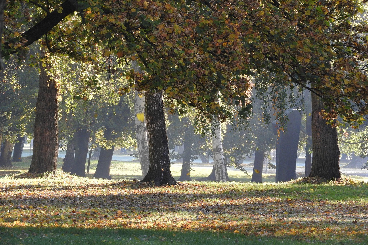 The Trees In Fall Autumn Park - Free photo on Pixabay - Pixabay