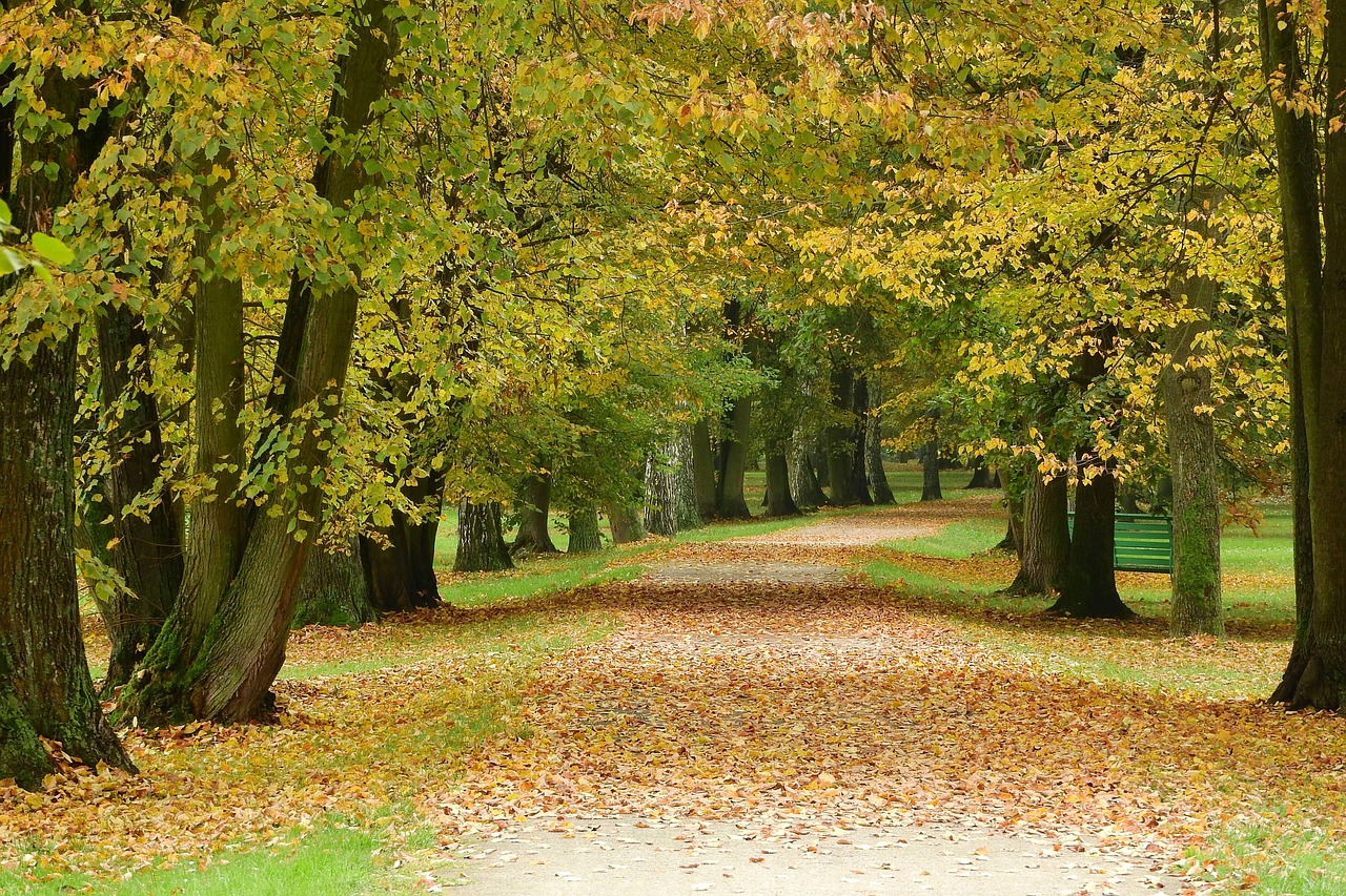 Path In The Park Fallen Leaves - Free photo on Pixabay - Pixabay