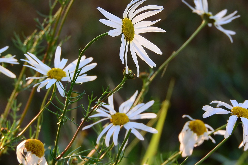 Bunga Aster Putih - Foto gratis di Pixabay - Pixabay