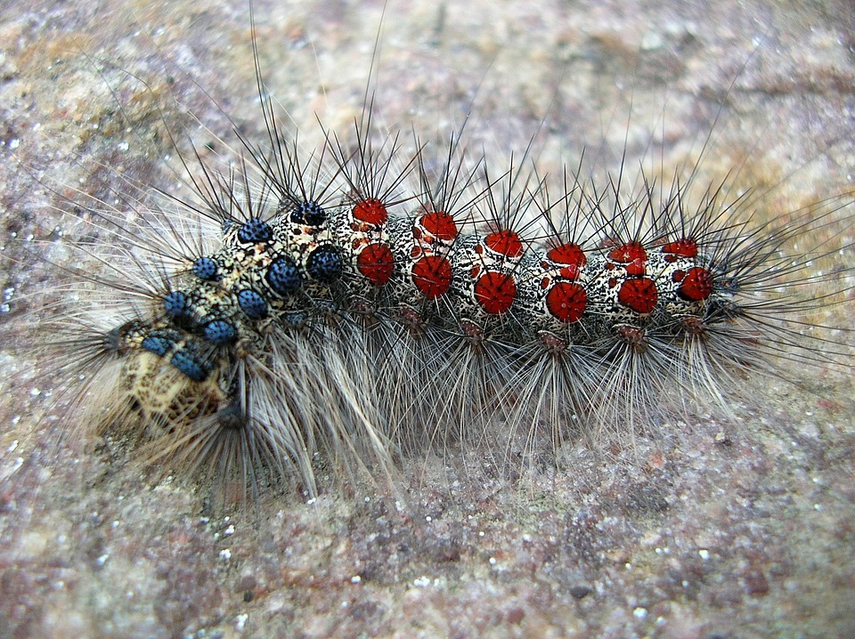 Larve Insecte Poilu - Photo gratuite sur Pixabay - Pixabay