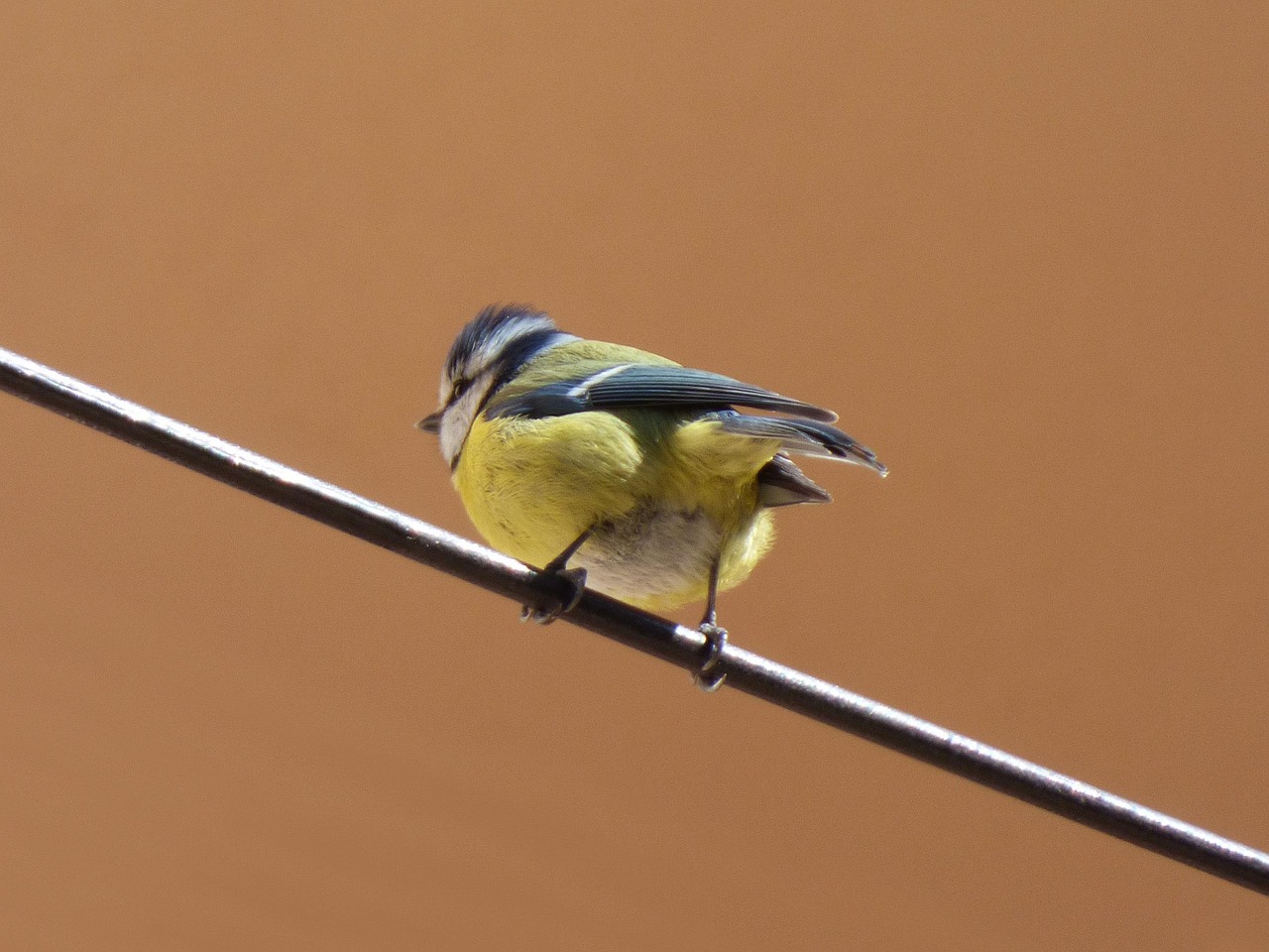 200+ Free Chickadees & Bird Images - Pixabay