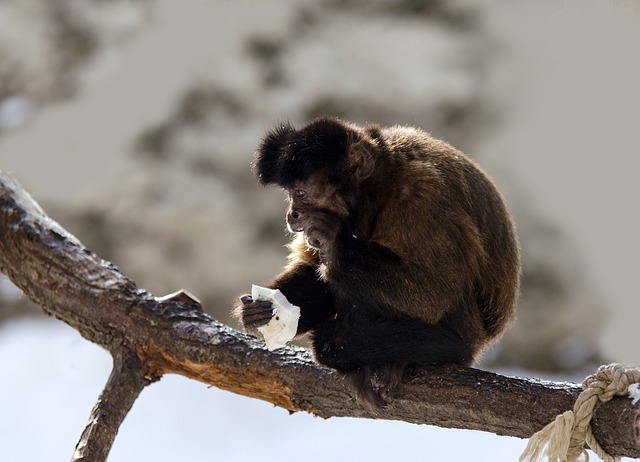 Capuchin Monkey Ape Primate - Free photo on Pixabay
