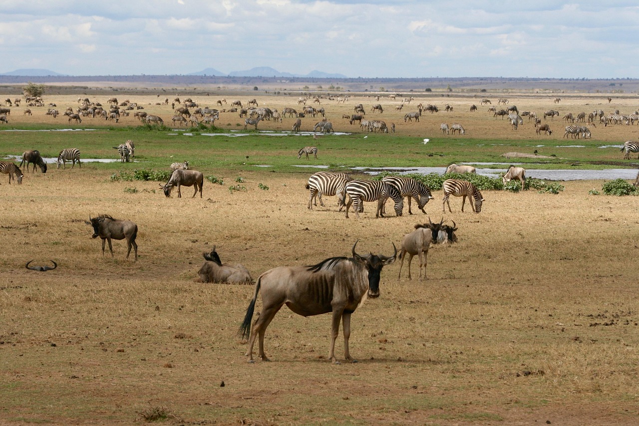 10,000+ Free Kenya Safaris & Kenya Images - Pixabay