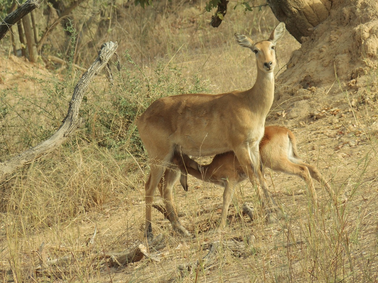 Antelope Calf Young - Free photo on Pixabay - Pixabay