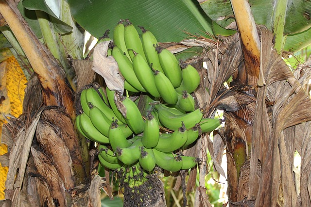 Honduras Green Bananas - Free photo on Pixabay - Pixabay