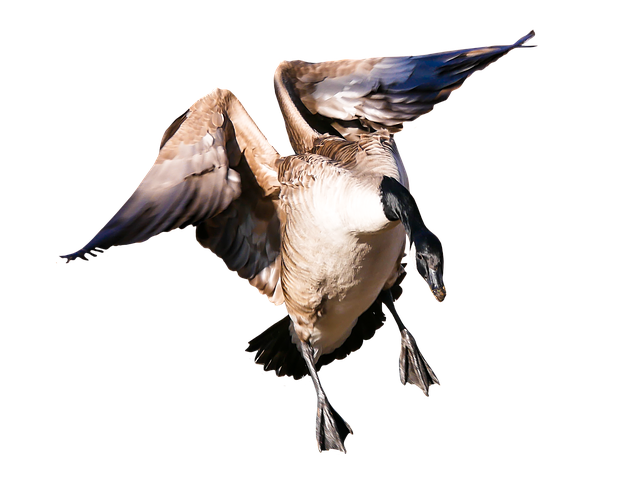 Explore 346+ Free Goose Illustrations: Download Now - Pixabay