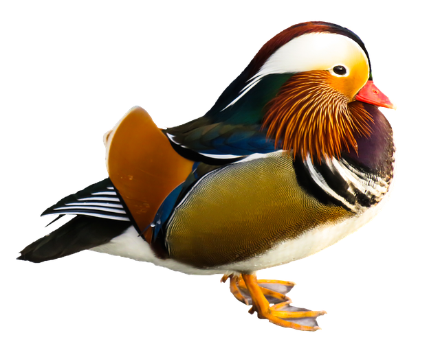 Állat Kacsa Vízi Madár Mandarin - Ingyenes kép a Pixabay-en - Pixabay