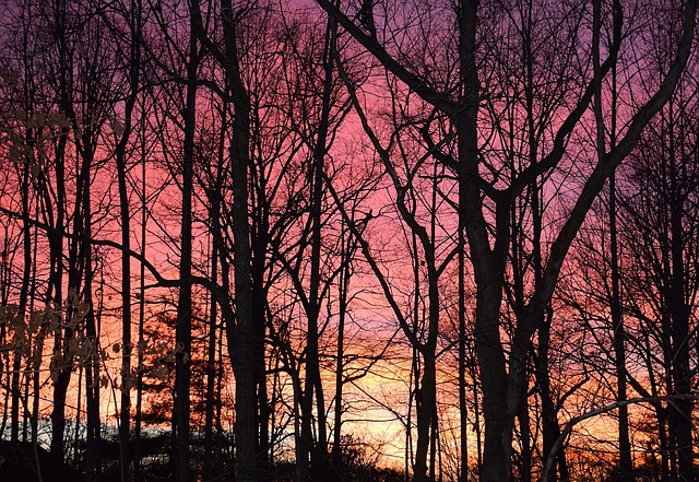 50,000+ Free Sunset Through Trees & Nature Images - Pixabay
