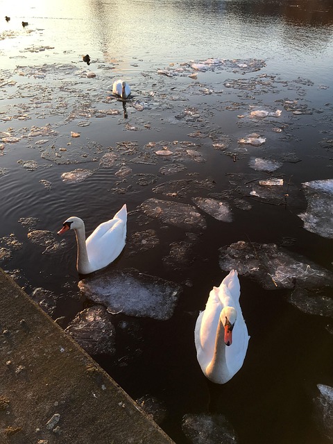 Swans Flow Main Ice - Free photo on Pixabay - Pixabay