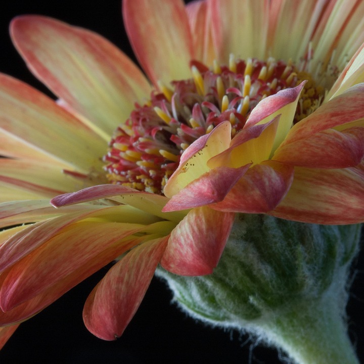 Blumen Blume Natur - Kostenloses Foto auf Pixabay