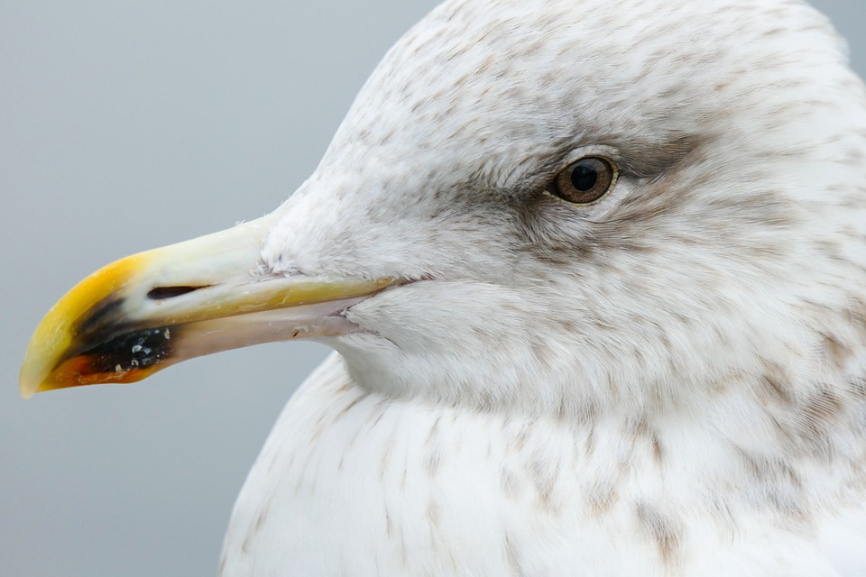 Gull Sea Animal - Free photo on Pixabay - Pixabay