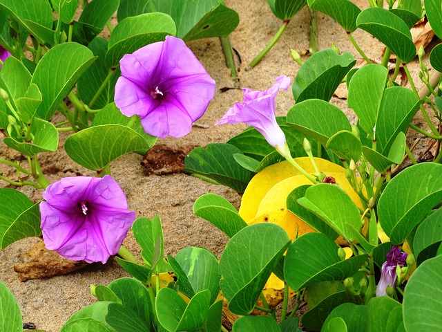 Flores Playa Tropical - Foto gratis en Pixabay - Pixabay