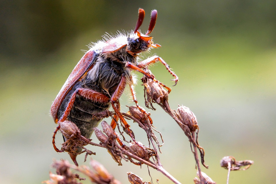 Májusi Cserebogár Bogár Rovar - Ingyenes fotó a Pixabay-en