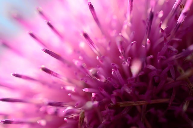 Download Pink, Abstract, Thistle. Royalty-Free Stock Illustration Image ...