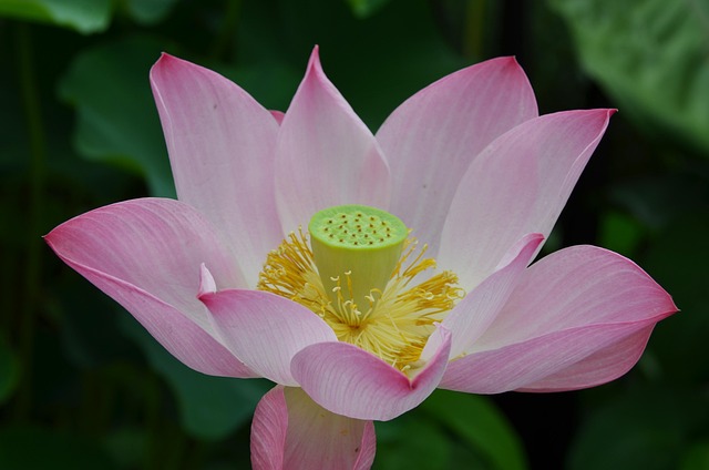 9+ Gambar Seroja & Lotus Gratis - Pixabay