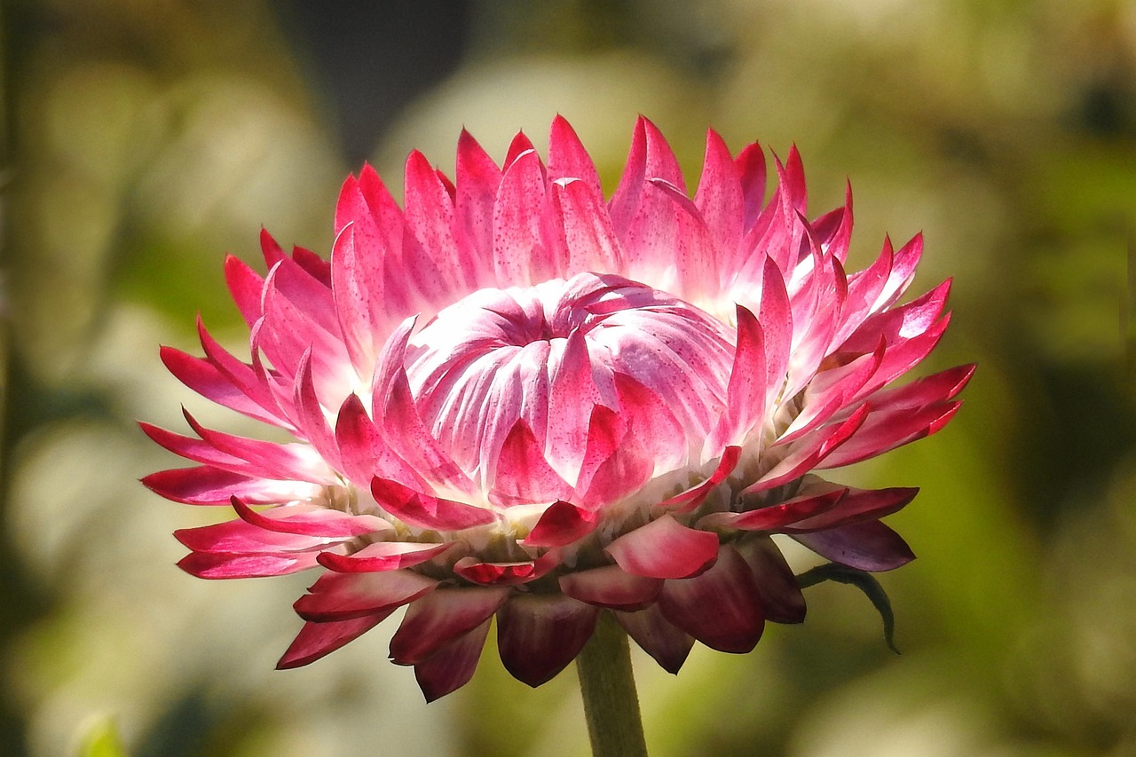 Fall Flower Blossom - Free photo on Pixabay
