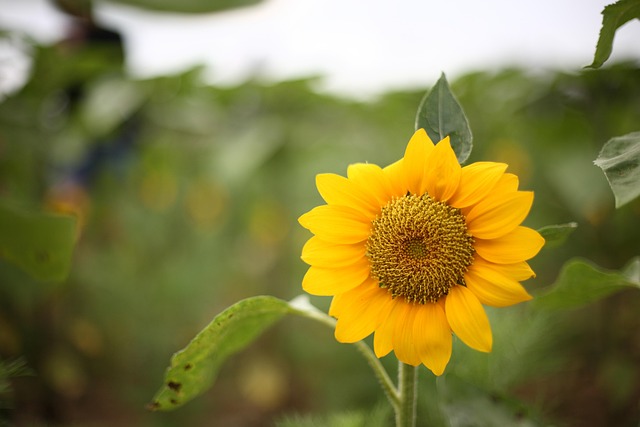 Tournesol Fleur - Photo gratuite sur Pixabay - Pixabay