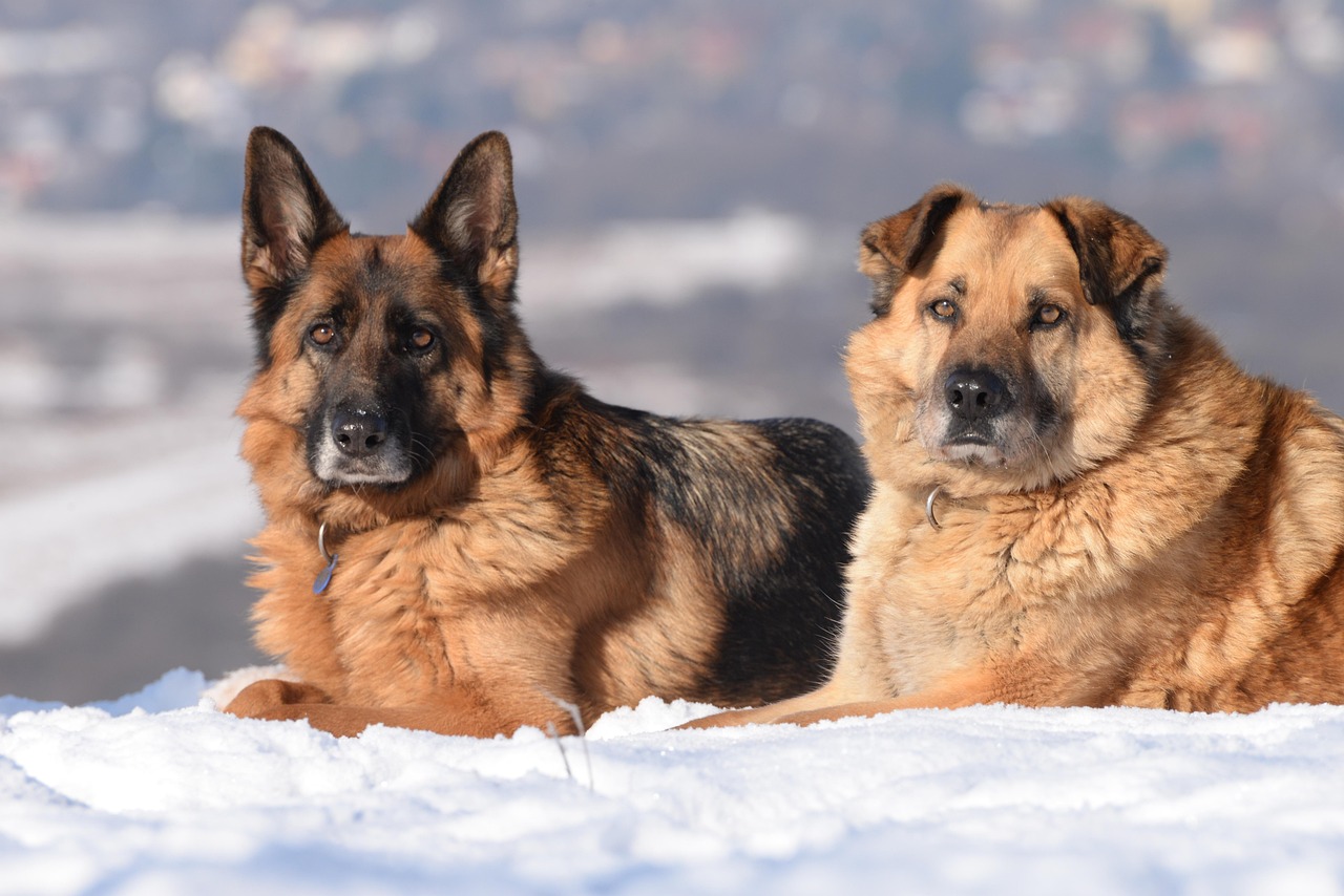 Dog Winter Snow - Free photo on Pixabay