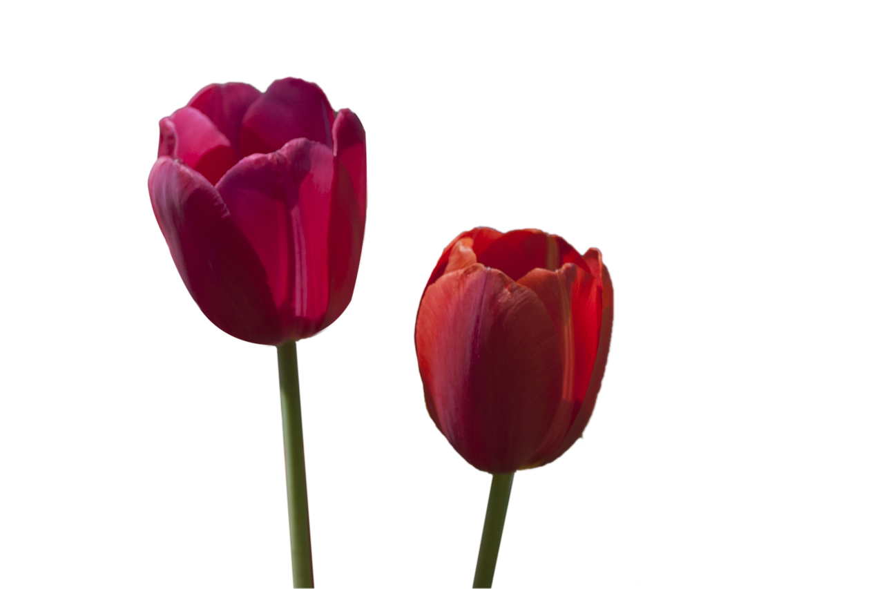 60,000+ Free Transparent Flower & Nature Images - Pixabay