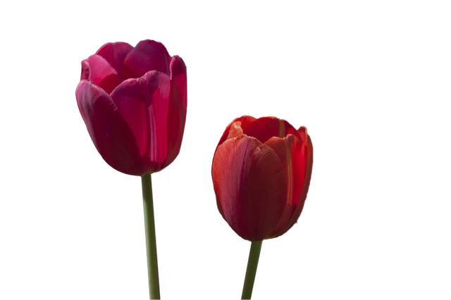 50,000+ Free Flower Transparent & Nature Images - Pixabay