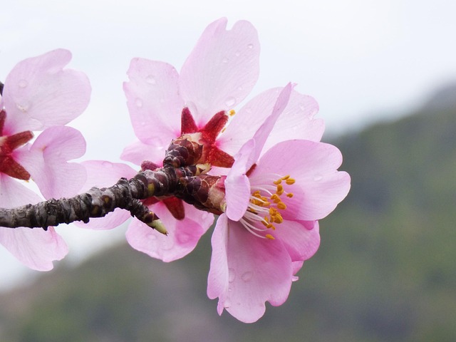 Amandier Fleurs D'Amandier Branche - Photo gratuite sur Pixabay - Pixabay
