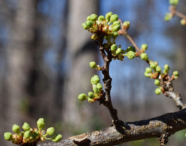 Cherry Blossom Buds Bud - Free photo on Pixabay - Pixabay