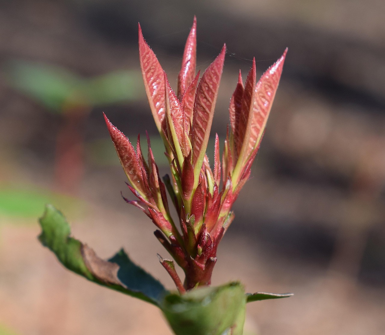 New Leaves Plant - Free photo on Pixabay - Pixabay