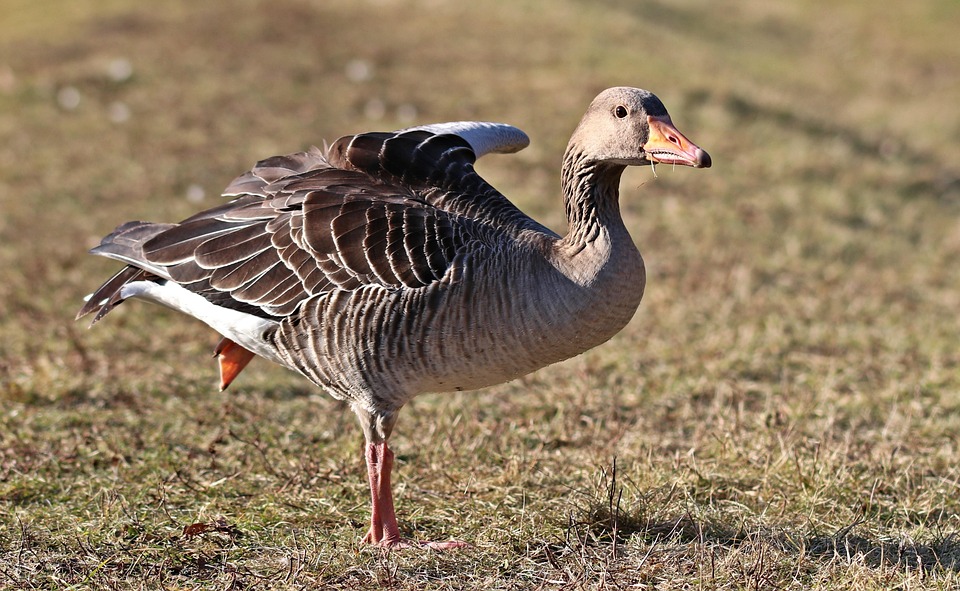 Goose Bird Wild Water - Free photo on Pixabay - Pixabay