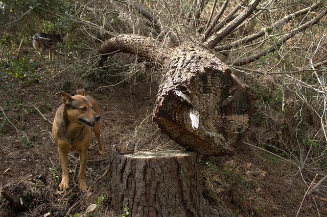 Perro Tronco Mascota - Foto gratis en Pixabay - Pixabay