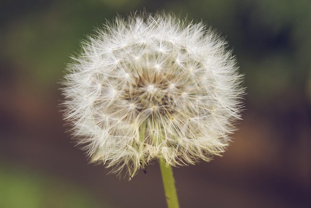 Flower Nature Floral - Free photo on Pixabay