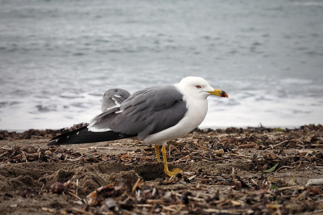 Animal Mar Playa - Foto gratis en Pixabay